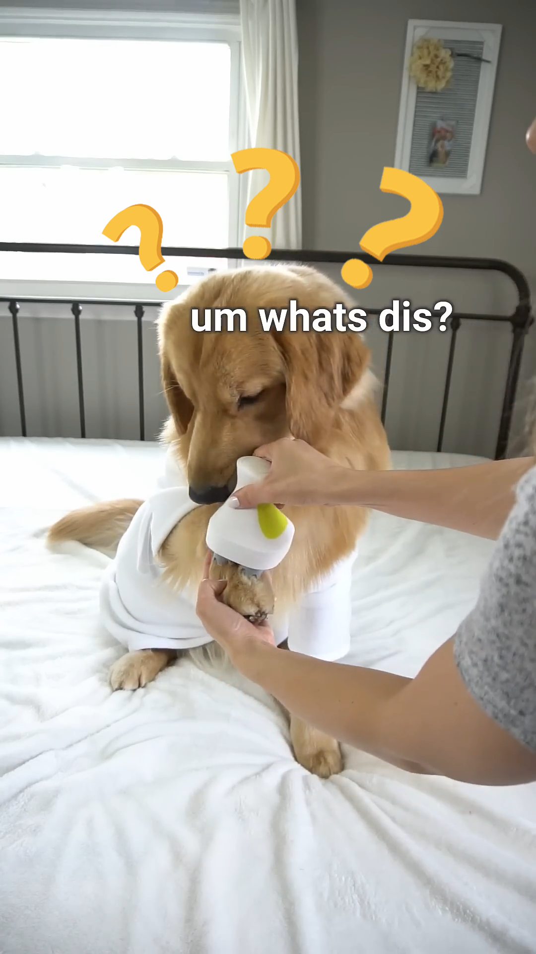 🐶🛁 Cute Golden Retriever Gets a Spa Day – “Um, What’s Dis?” 😳💅