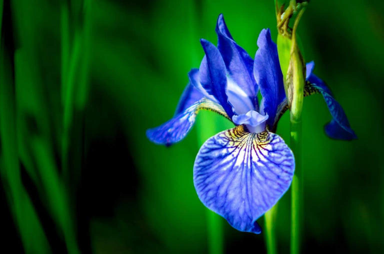 Guía completa para cultivar la flor de iris: cuidados, variedades y ...