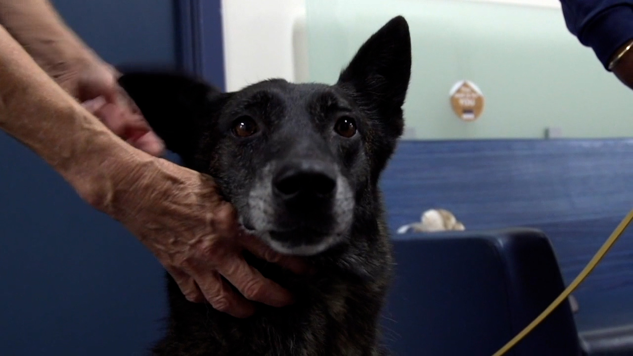 New Florida law addresses dangerous dogs and promotes accountability