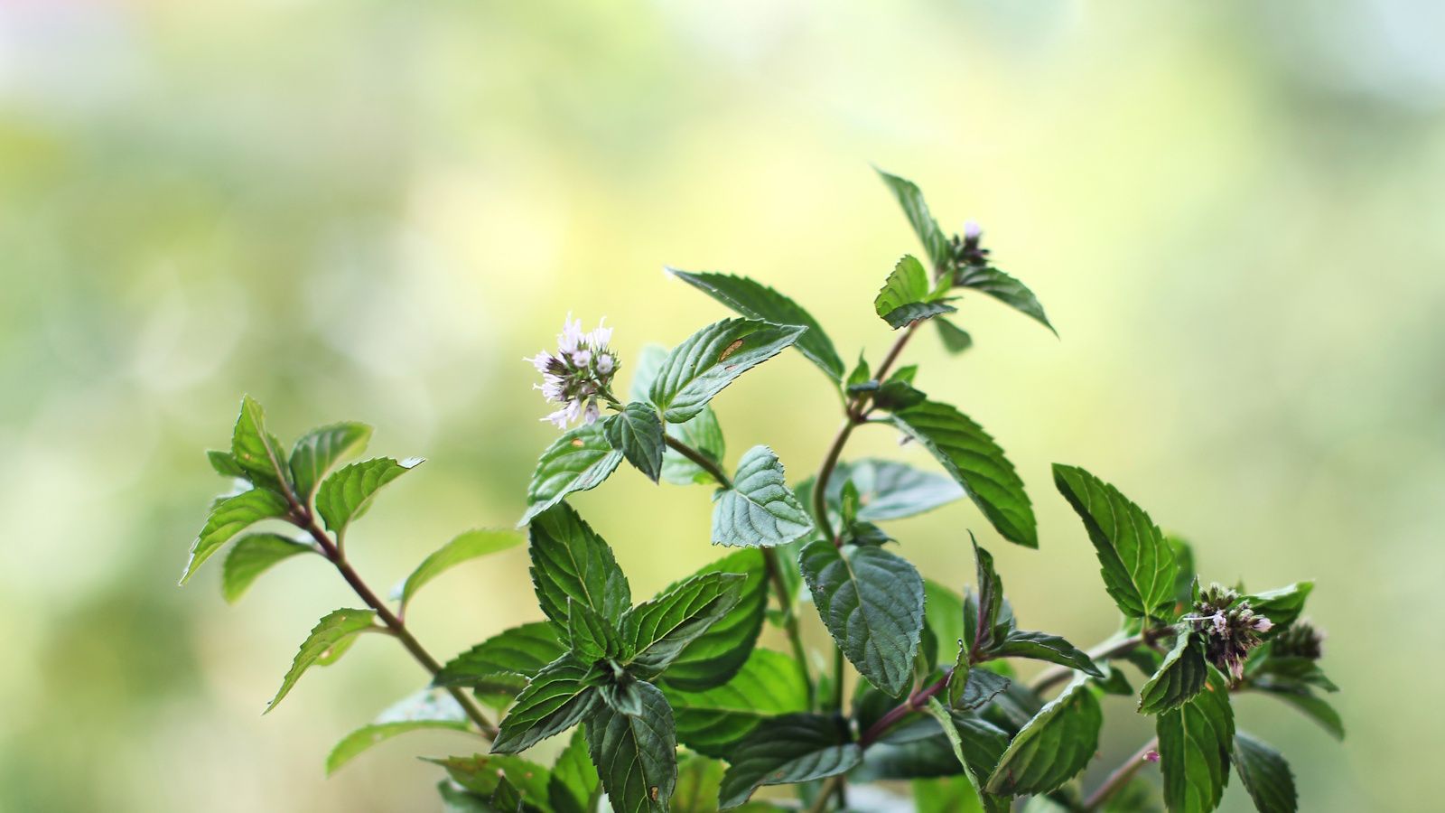 I’ve discovered a fresh herb that squirrels hate, but you will adore ...