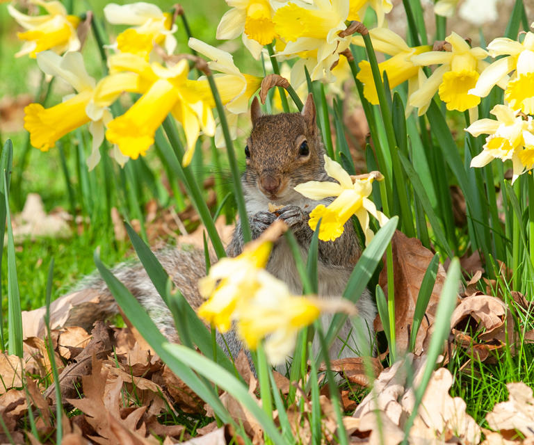 I’ve discovered a fresh herb that squirrels hate, but you will adore ...