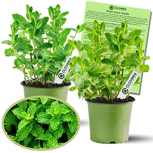 I’ve discovered a fresh herb that squirrels hate, but you will adore ...