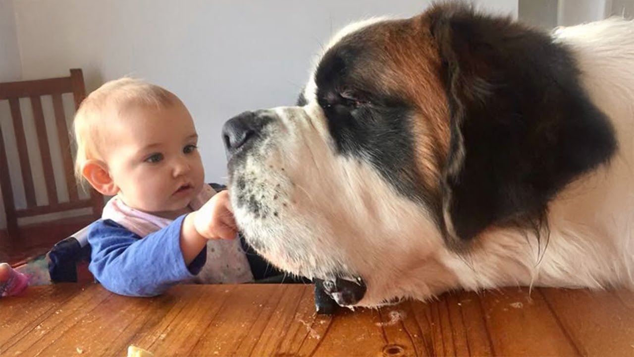 Giant dog growing up alongside a tiny baby
