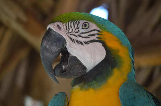 10 Macaw Facts That Will Surprise Every Bird Lover