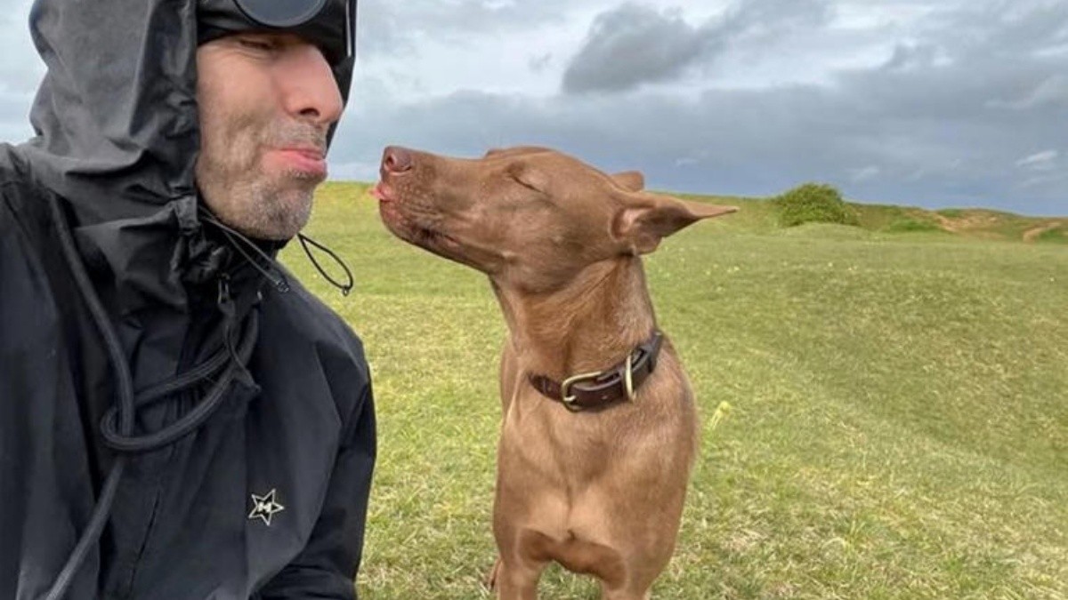 Buttons, la perrita que se robó el show de Noel y Liam Gallagher en los ...