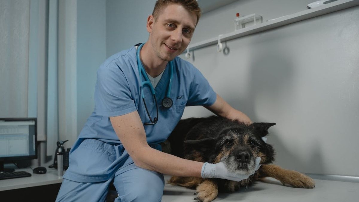 Fear of the vet: How to help your dog step by step