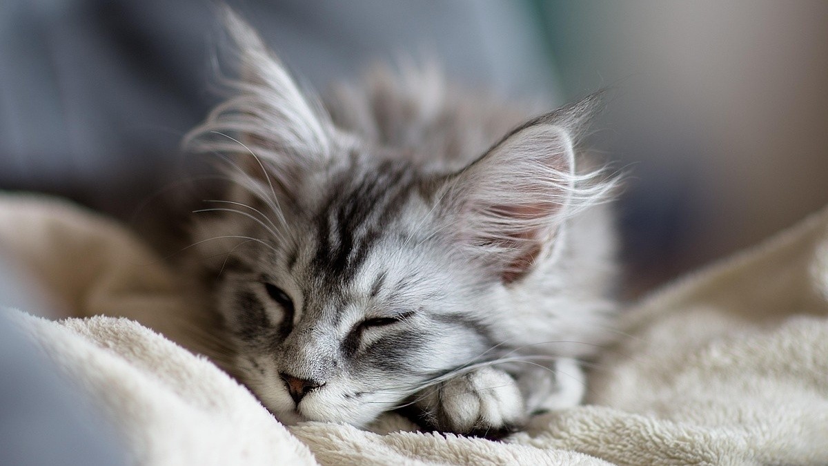 8 interesting facts that will help you understand why cats are so majestic