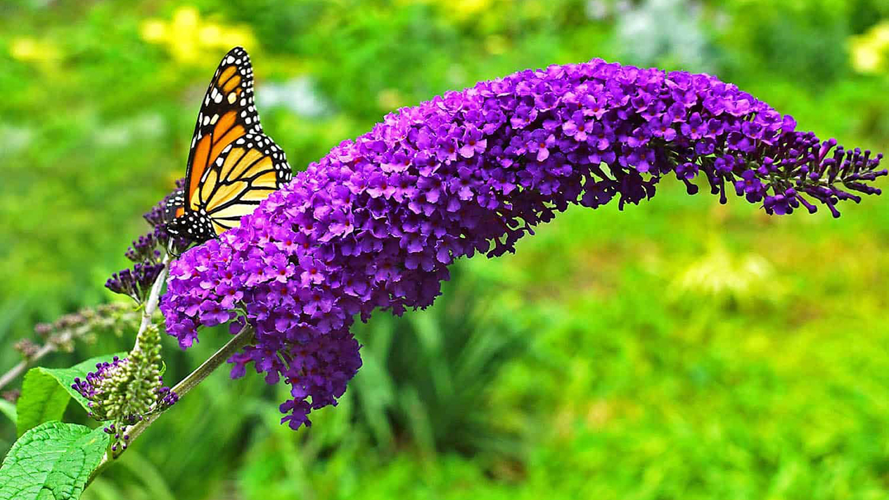9 Reasons You Should Grow Butterfly Bush By Your Entrance