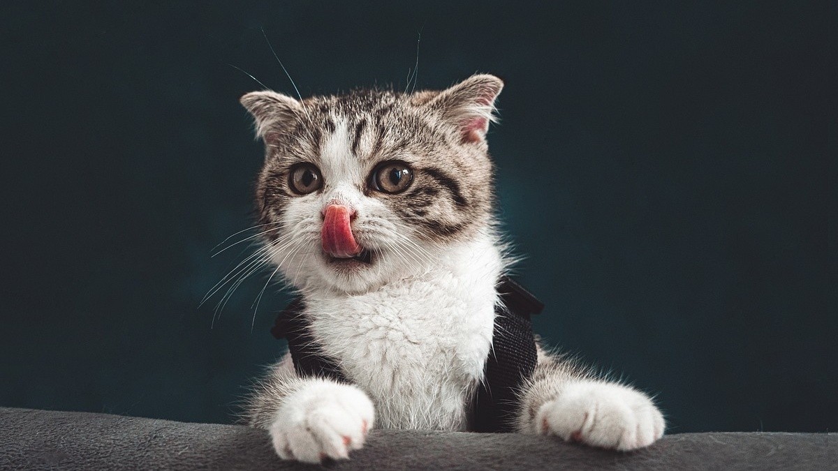 8 interesting facts that will help you understand why cats are so majestic