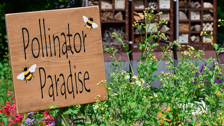 Create A Pollinator-Friendly Garden With The Help Of An Easy-To-Grow ...