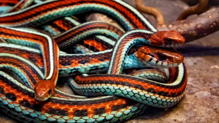 The world’s most colorful snakes you’ve never heard of
