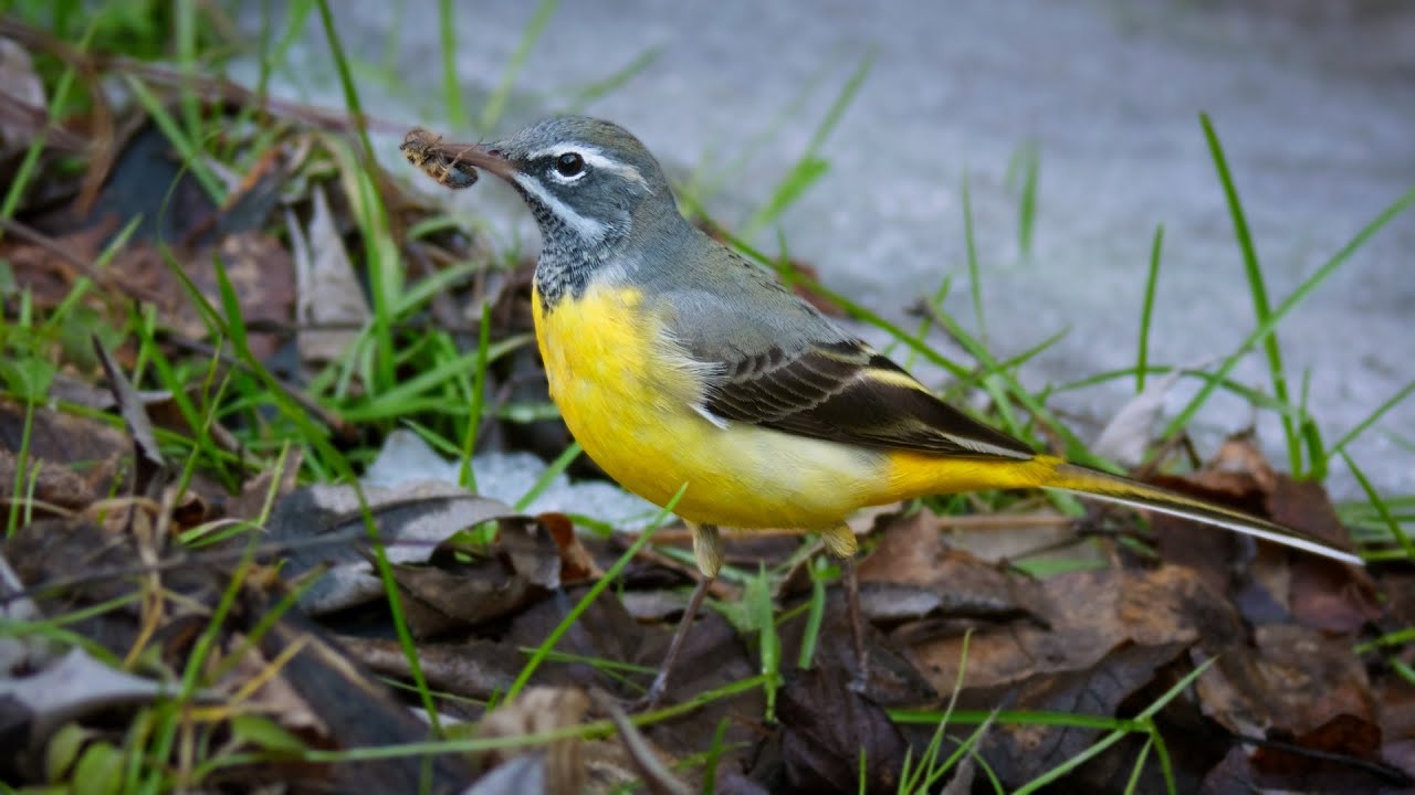 Is the Grey Wagtail a Scavenger? ~ Bird Investigates a Dead Drone Fly 🐦🔍
