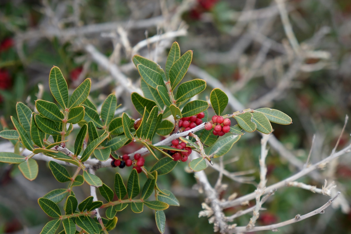 Cuidados del lentisco como seto: guía completa para un seto ...