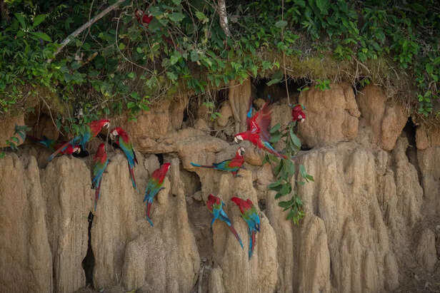 10 Macaw Facts That Will Surprise Every Bird Lover