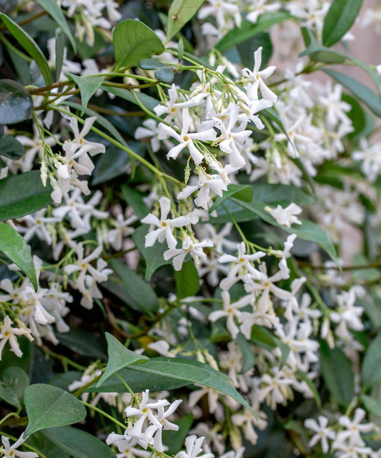 7 unexpected pollinators that are quietly improving our yards – and how ...