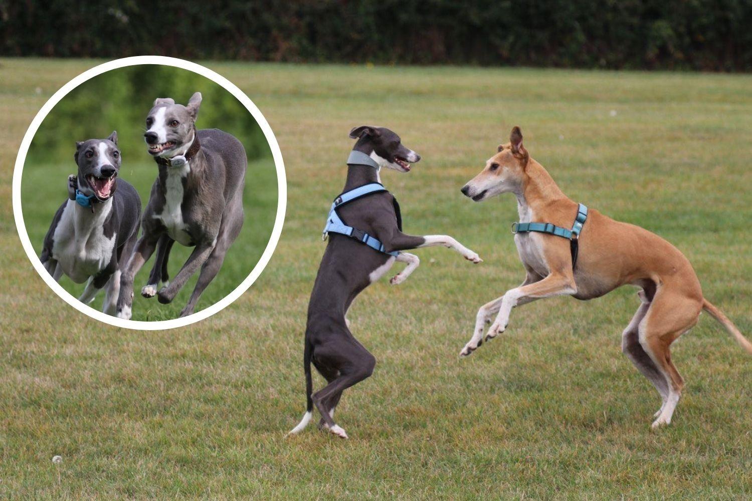 WATCH: UK Whippet enthusiasts flock to Peterborough village for popular ...