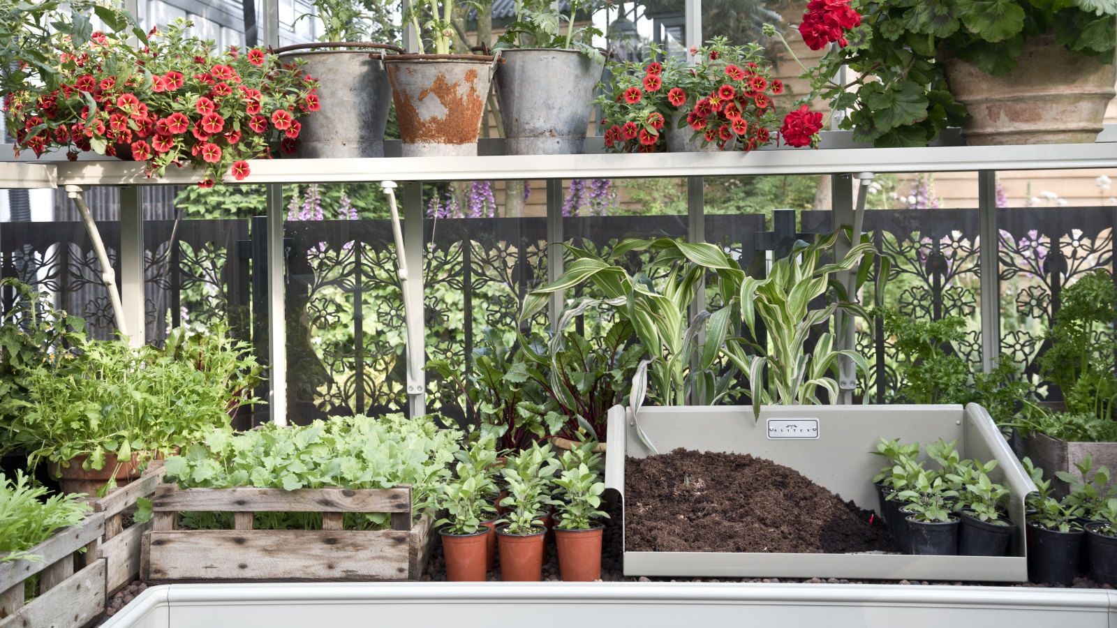7 plants to propagate in July – get new plants and grow your garden for ...