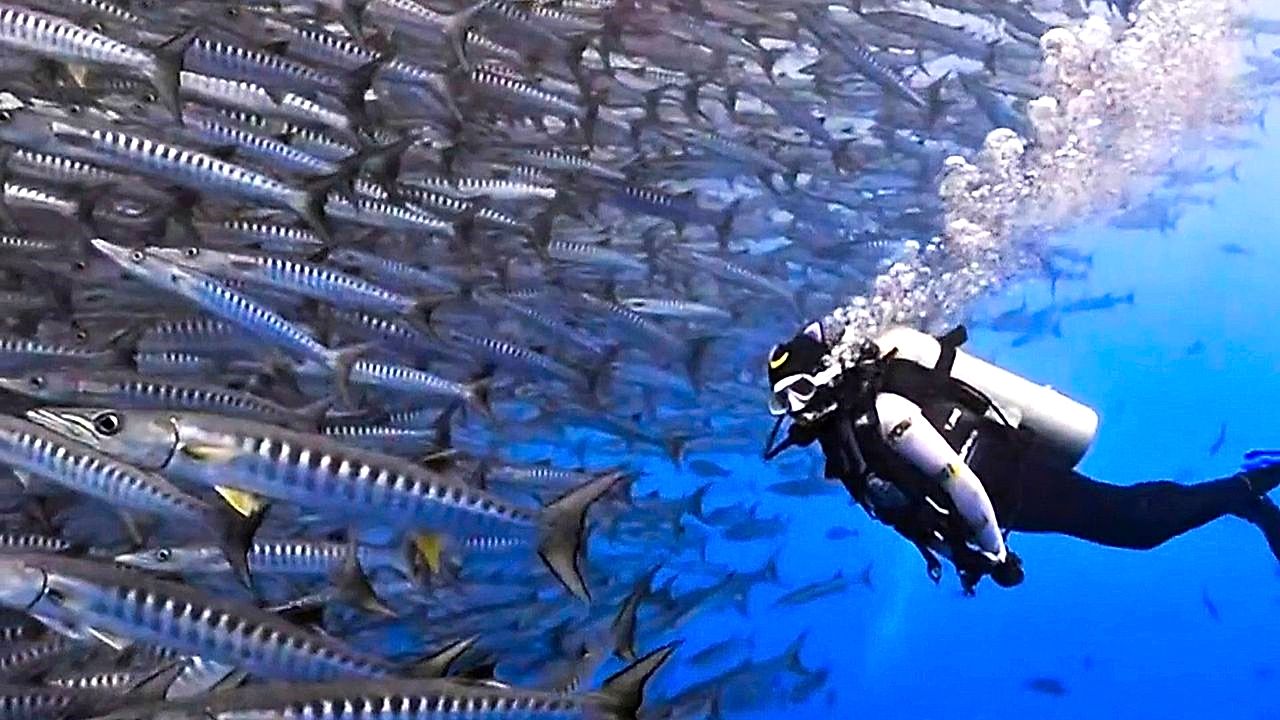 Traffic jam underwater: Diver encounters gigantic school of fish