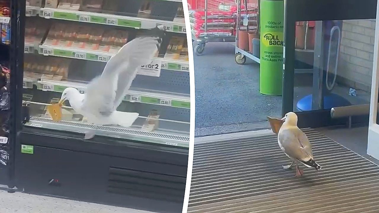 Mine! Cheeky seagull caught shoplifting sandwich in brazen supermarket ...