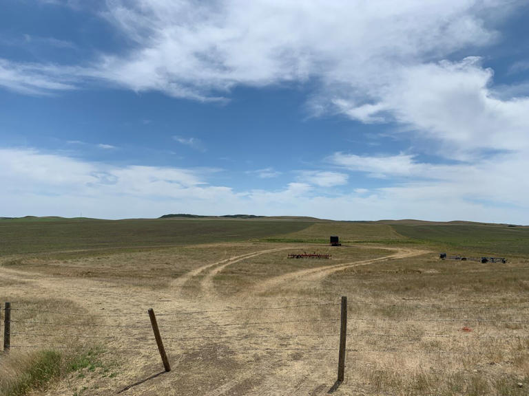 'As a farmer, it's depressing': Southwest Sask. sees less than 25% of ...