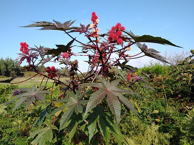 North America’s Most Lethal Plant and Other Dangerous Plants to Avoid