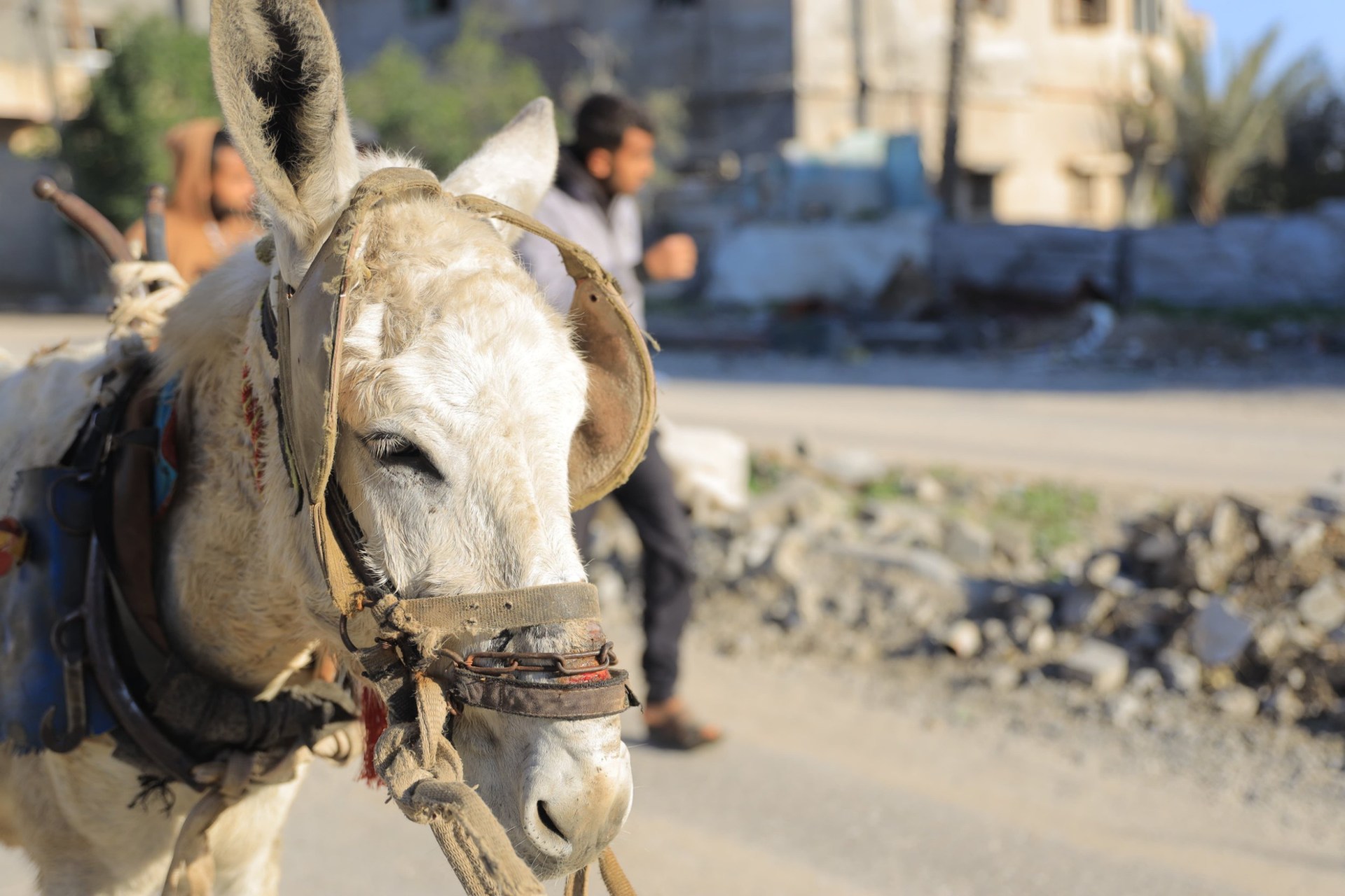 Donkeys provide vital aid amid devastation in Gaza