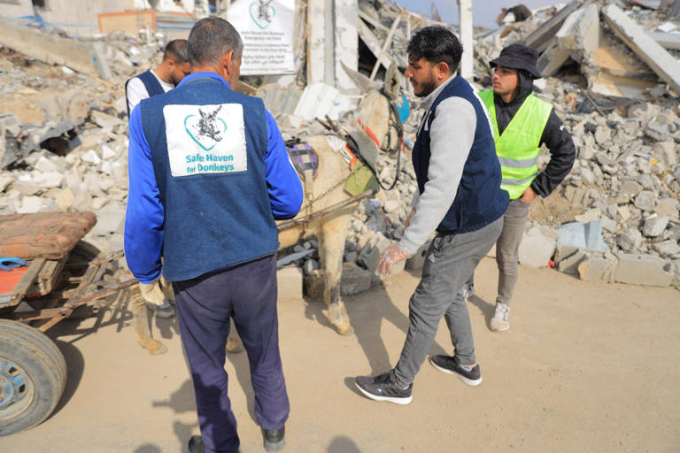 Donkeys provide vital aid amid devastation in Gaza