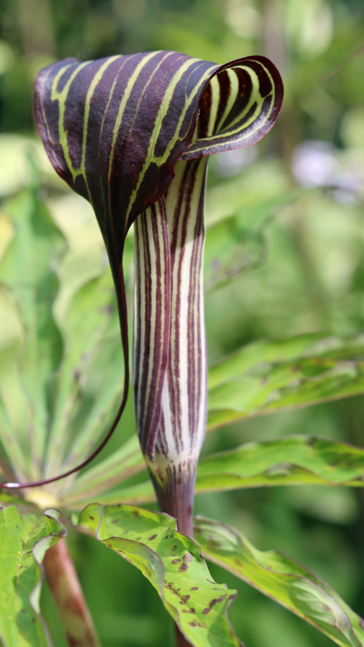 10 plants that almost look supernatural