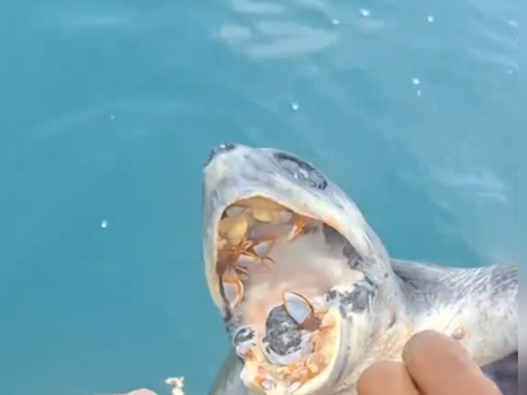 Helper frees sea turtle from dangerous barnacle infestation