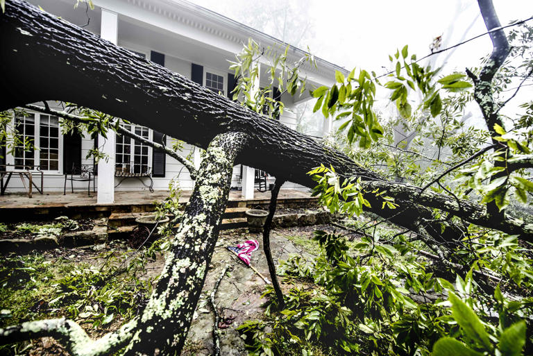 Who’s responsible when a tree falls between neighbors?