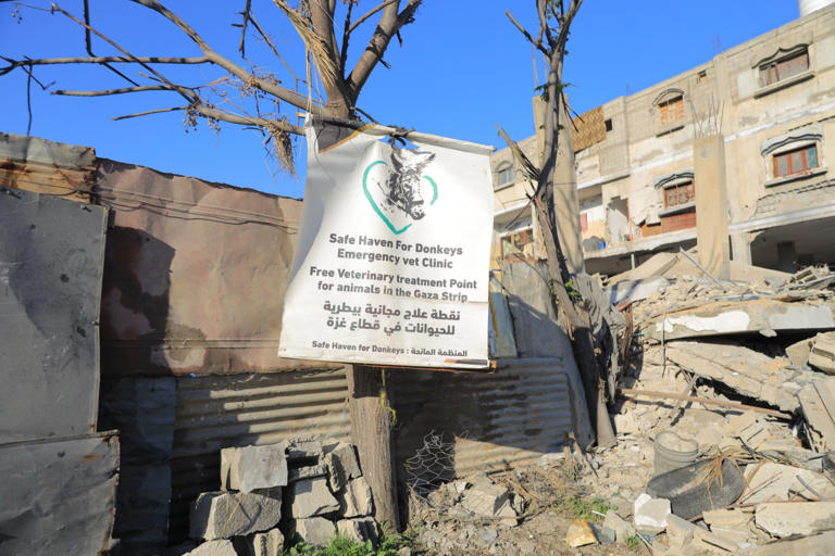 Donkeys provide vital aid amid devastation in Gaza