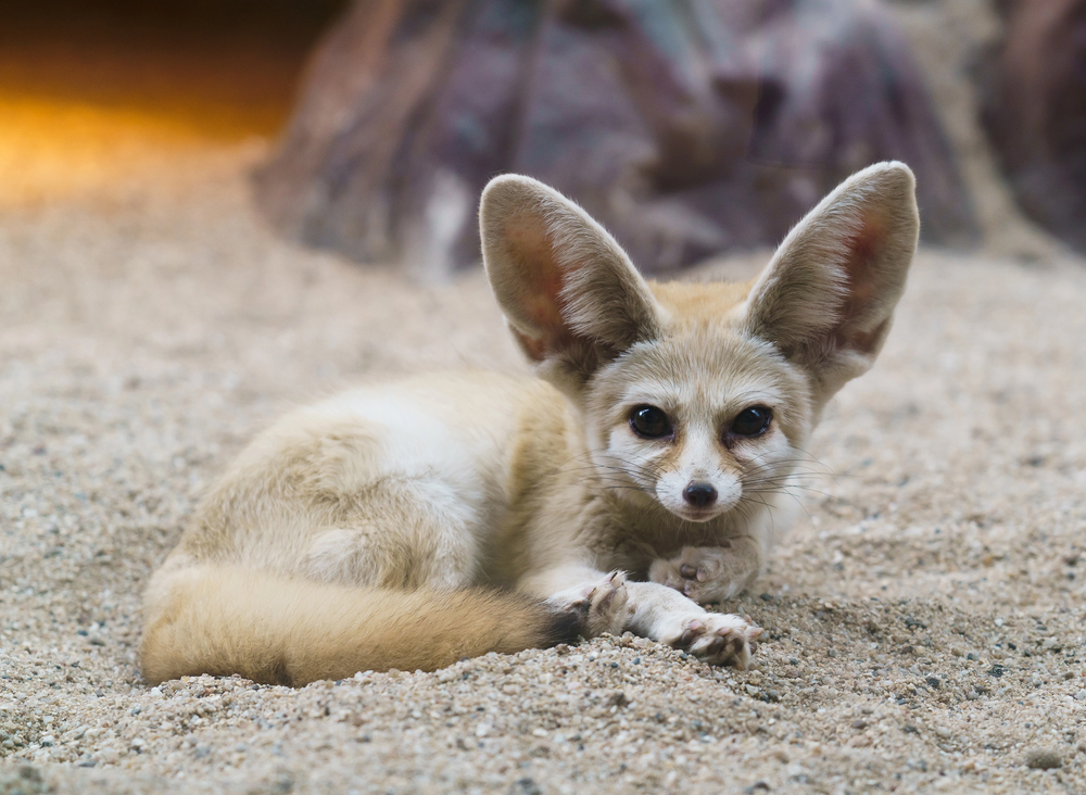 17 Desert Animals That Get Water From Food Only