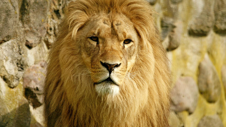 Lew uciekł z ogrodu zoologicznego. Zaatakował śpiącego na ulicy mężczyznę