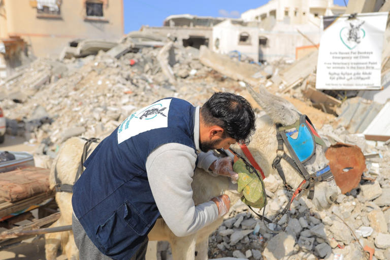 Donkeys provide vital aid amid devastation in Gaza