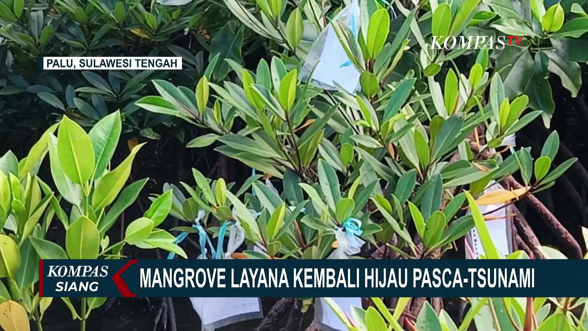 Pasca Tsunami, 8.000 Mangrove Pulihkan Pesisir Pantai Layana Palu ...