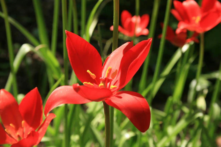 Variedades de tulipanes importantes: guía completa, especies y usos