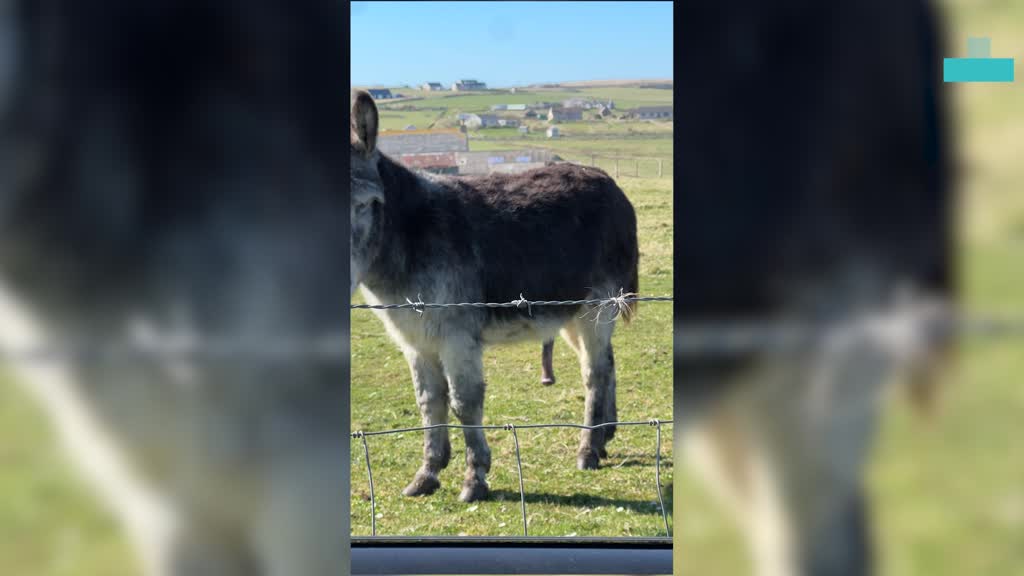 Family Donkey Visit Takes Awkward Turn