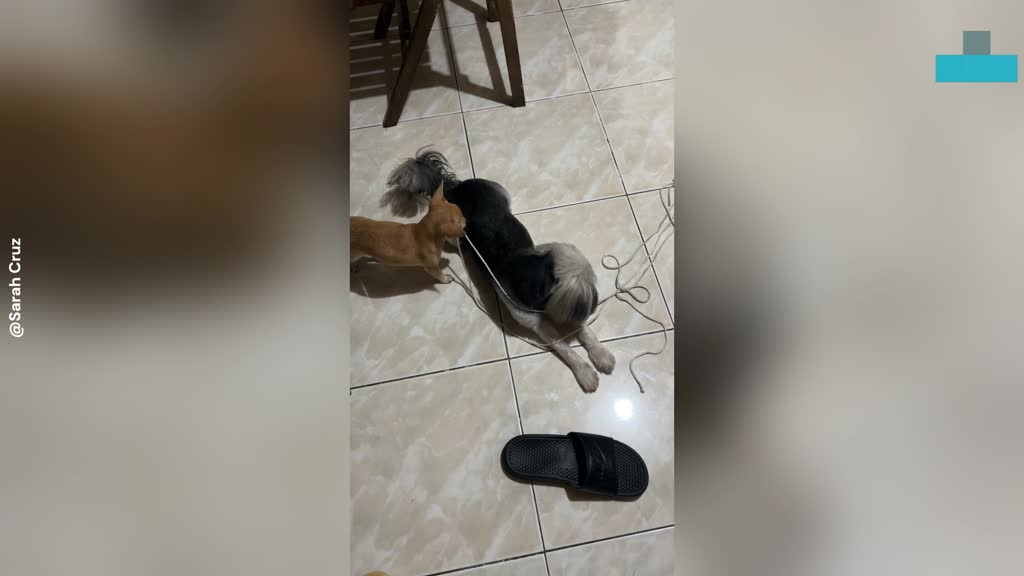Mischievous Chihuahua Tries to Rope in Another Dog