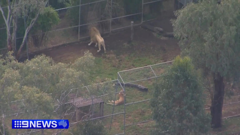 'Extraordinary figure' in motorsport killed in Taronga Zoo bike crash