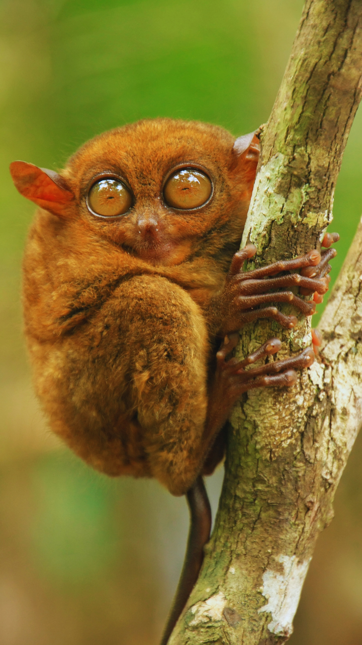 8 animals that can be spotted only in the Philippines