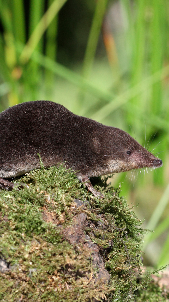 10 smallest animals in the world