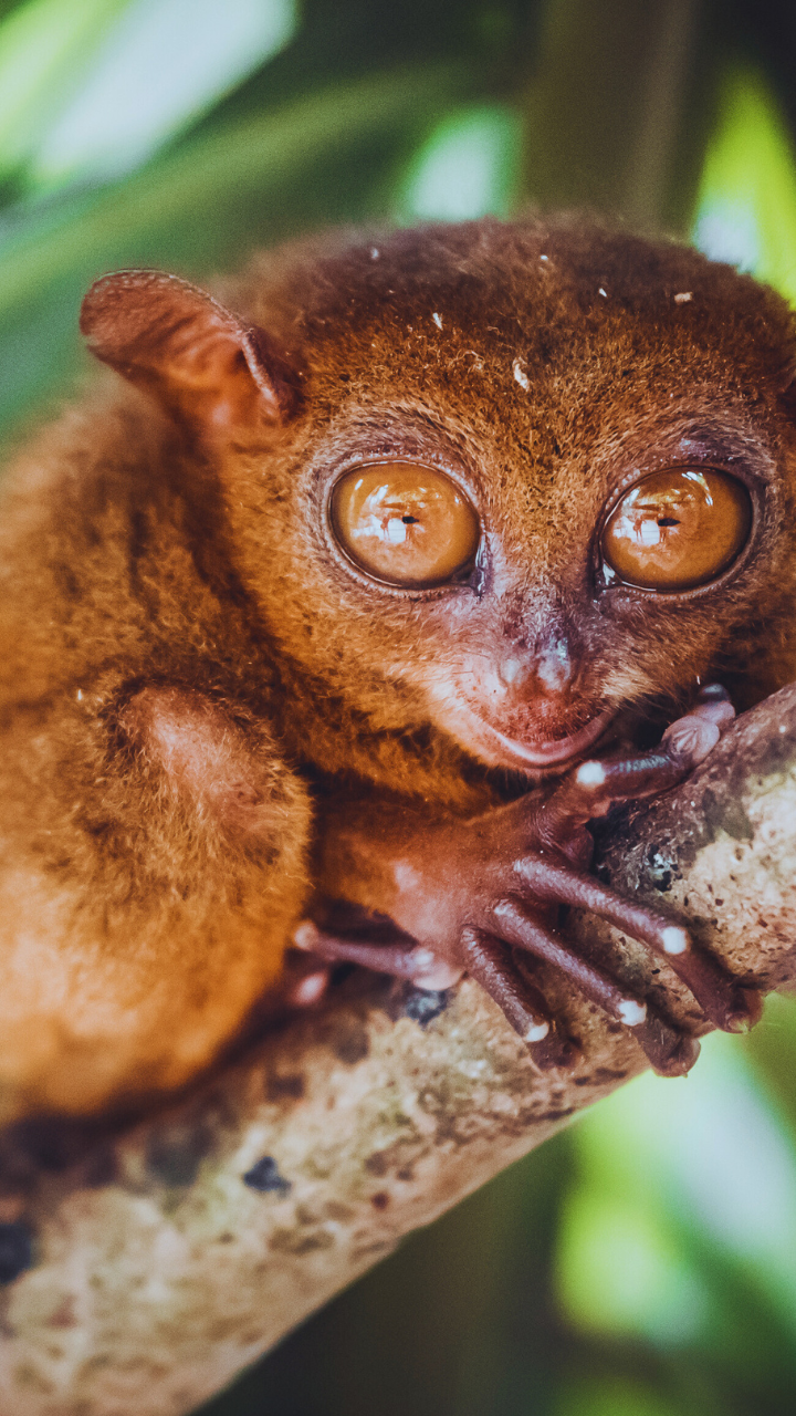 8 animals that can be spotted only in the Philippines