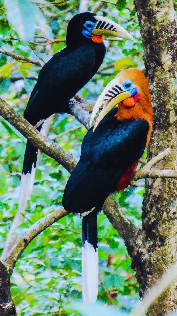 8 animals that can be spotted only in the Philippines