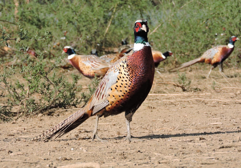 Ohio Division of Wildlife lotteries award special hunting opportunities ...