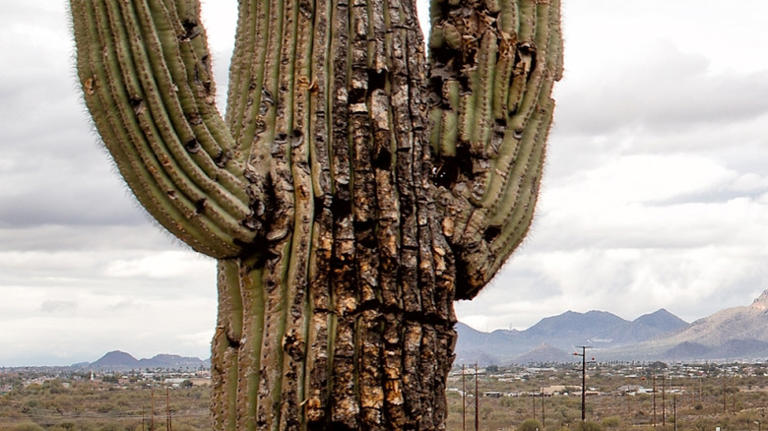 The Reason Your Cactus Plant Is Oozing (And If You Should Be Concerned)