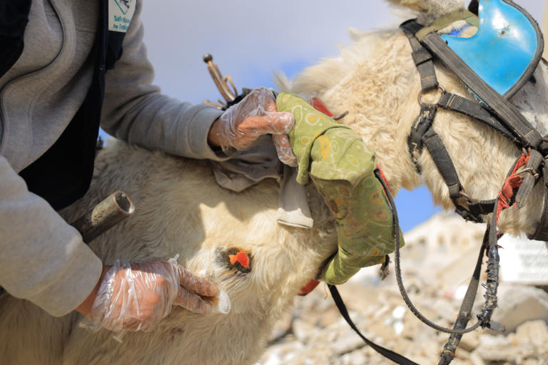 Donkeys provide vital aid amid devastation in Gaza