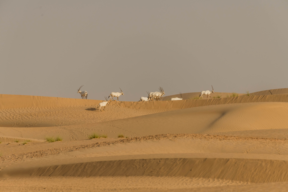 17 Desert Animals That Get Water From Food Only