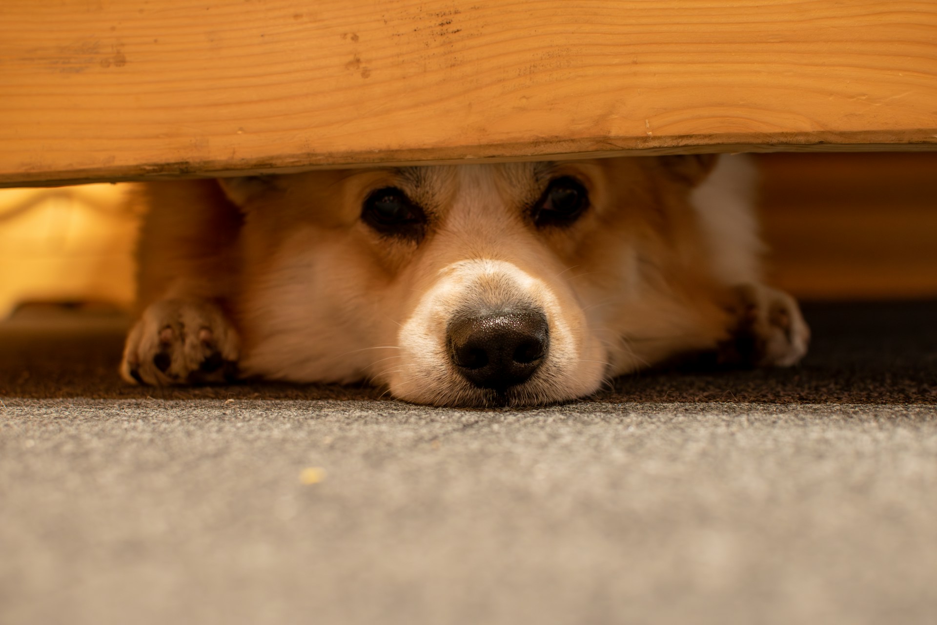 Is Your Dog Guilty of These 15 Annoying Behaviors?