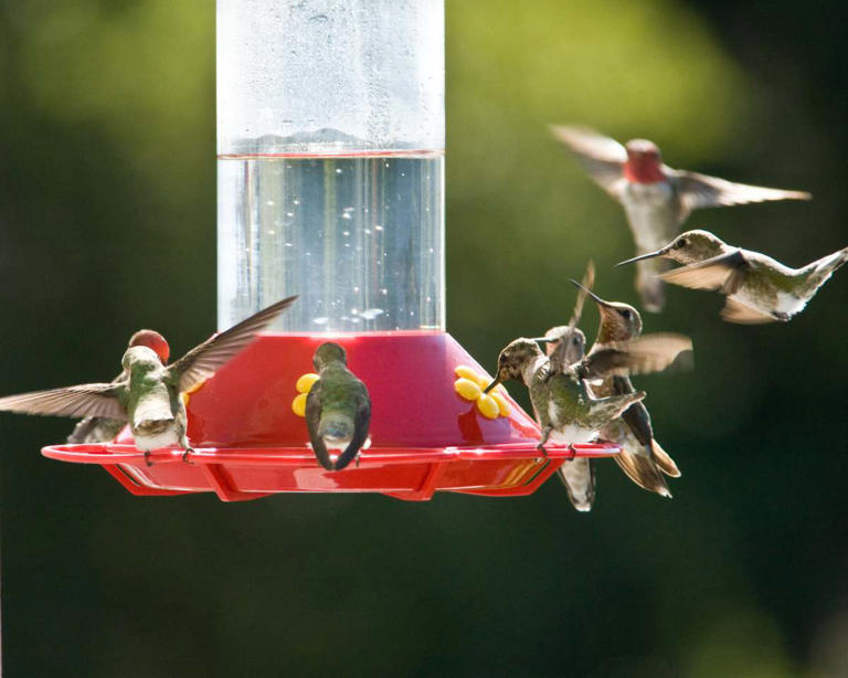 Can Hummingbirds Survive Only on Sugar Water in the Feeder? Experts ...