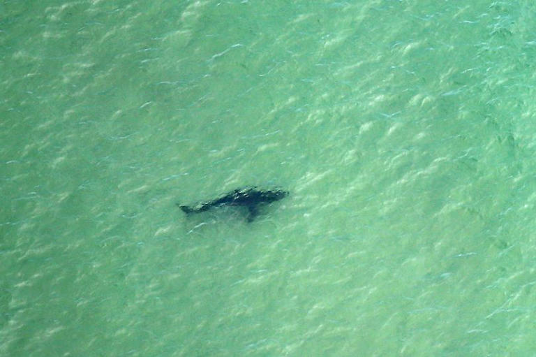 New map shows surge in sharks lurking around Cape Cod as locals on alert